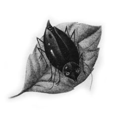 Padfoot Returns — Harry Potter Fan Zone