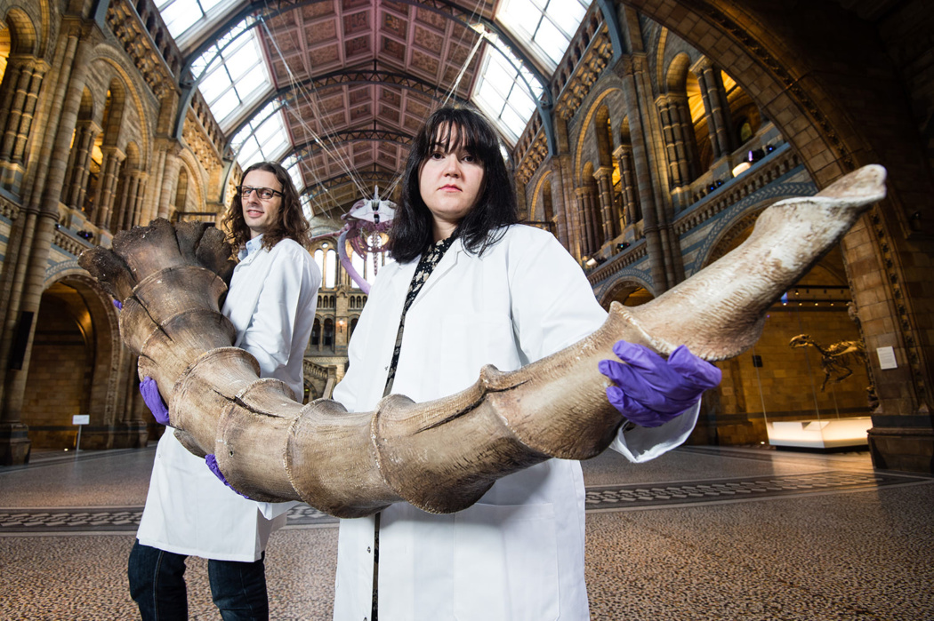 Erumpent horn (‘Fantastic Beasts: The Wonder of Nature’ exhibition ...