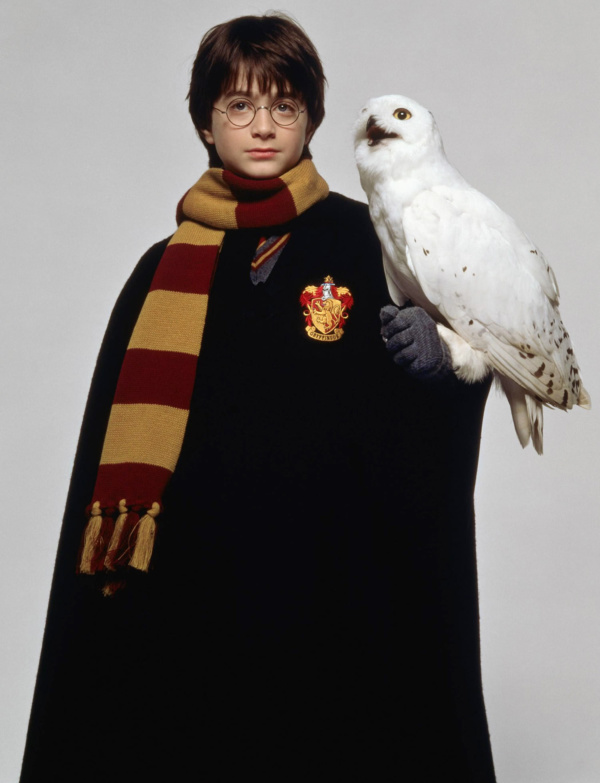 Portrait of Harry Potter with Hedwig — Harry Potter Fan Zone