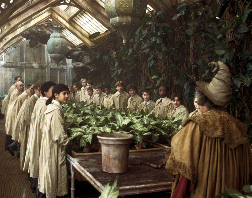 The trio with a Mandrake — Harry Potter Fan Zone