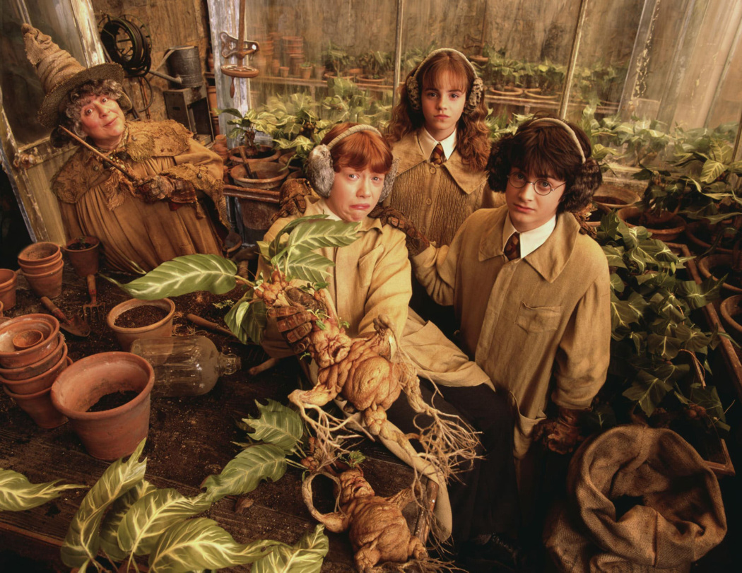 ‘Mandrake’ pictures — Harry Potter Fan Zone